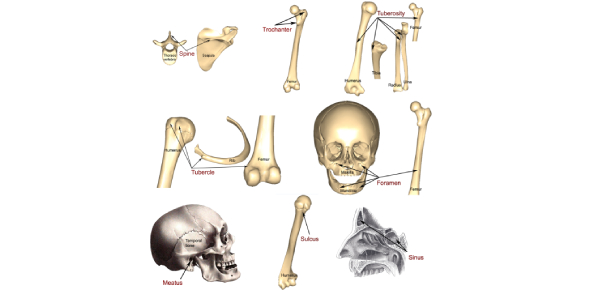bone-markings-quiz-questions-and-answers-proprofs-quiz